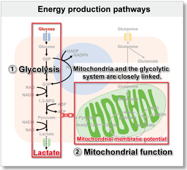 Glycolysis/JC-1 MitoMP Assay Kit,价格-幺米Lab实验室